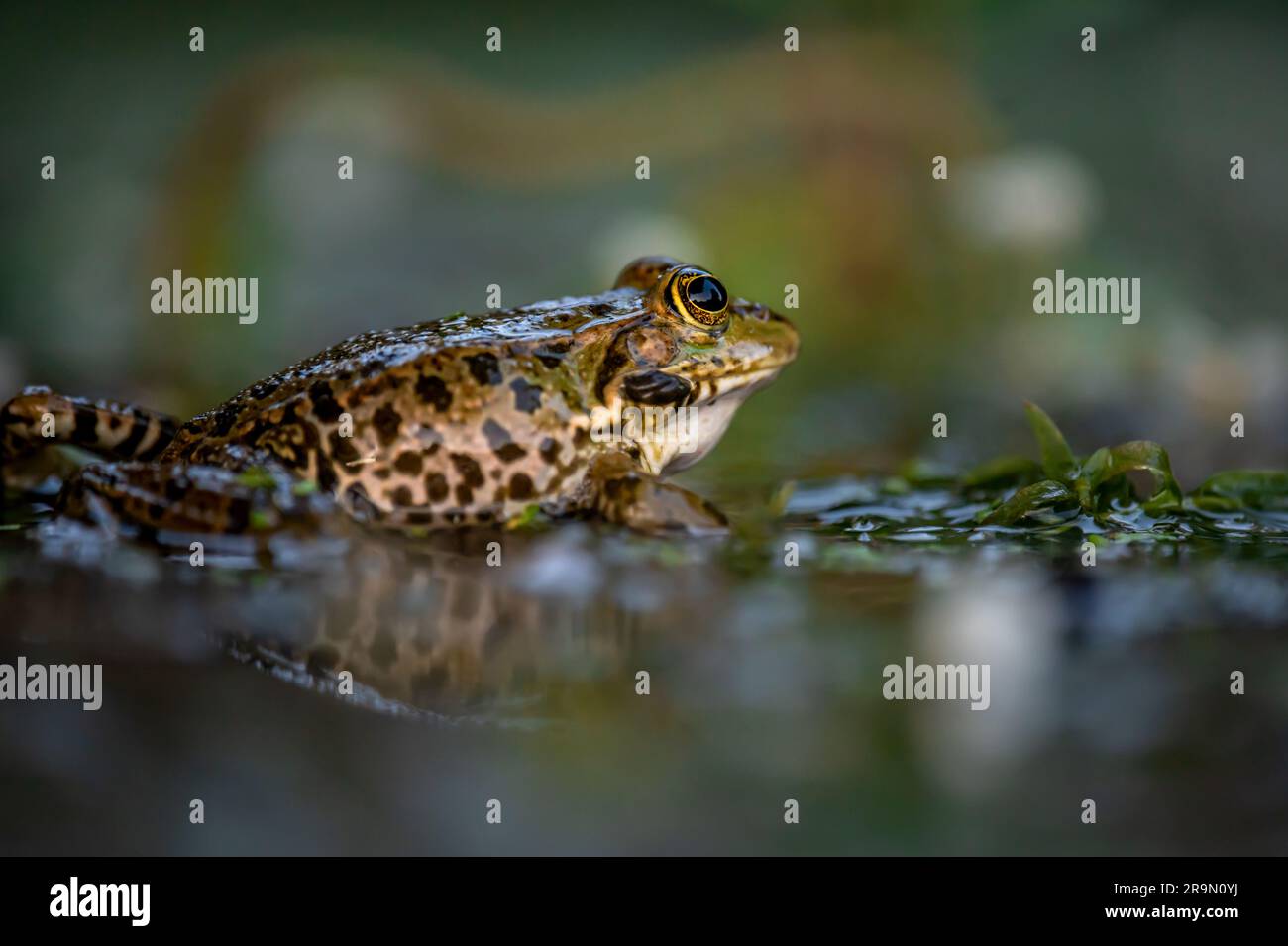 Frog in water. One pool frog swimming. Pelophylax lessonae. European ...