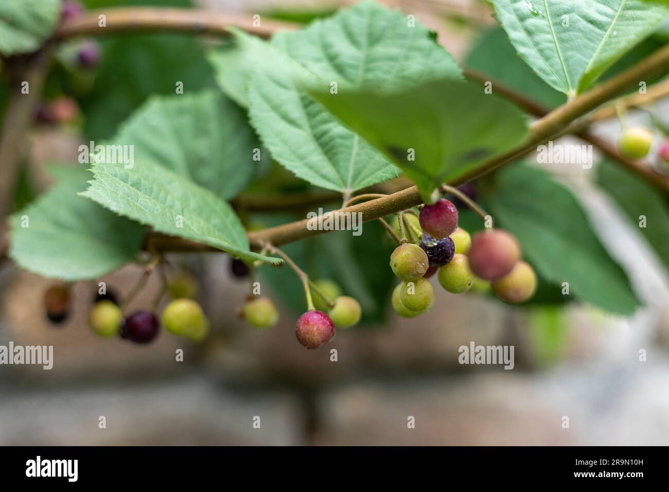 Faalsa hi-res stock photography and images - Alamy