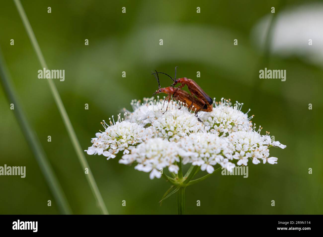 Common red soldier beetle [ Rhagonycha fulva ] pair mating on flower ...