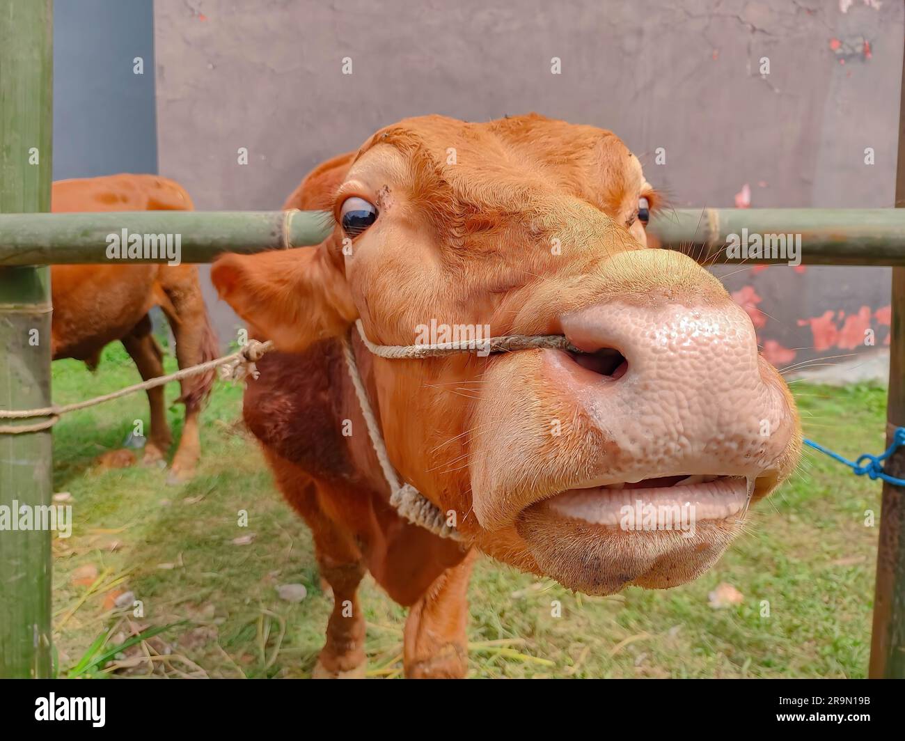 Close-up shot of a Brown Cow looking at the camera with blurred ...