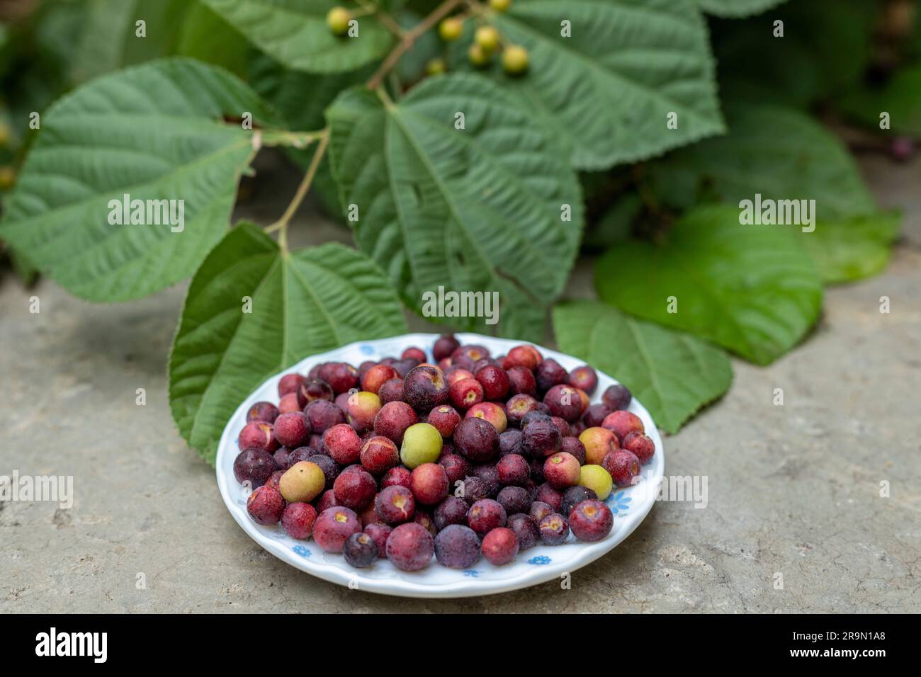 Grewia asiatica is a species of grewia native to southern Asia from Pakistan Stock Photo - Alamy