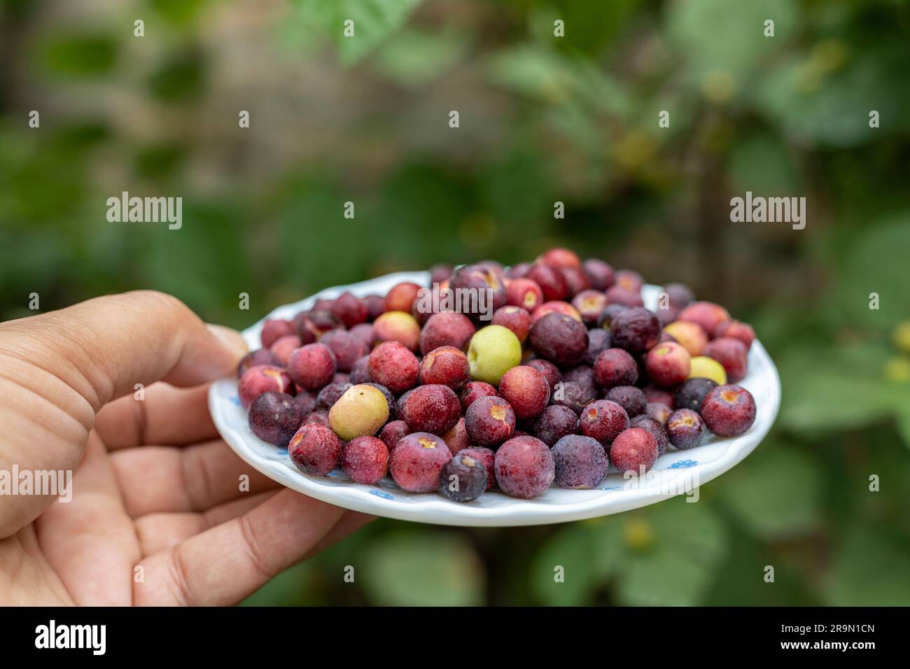 Holding a fresh ripe harvested Grewia Asiatica phalsa fruit plate in ...