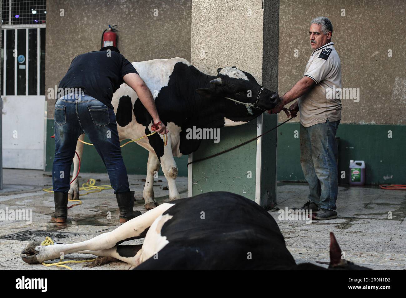 Baghdad, Iraq. 28th June, 2023. Two men prepare a cow in Sheikh Omar ...