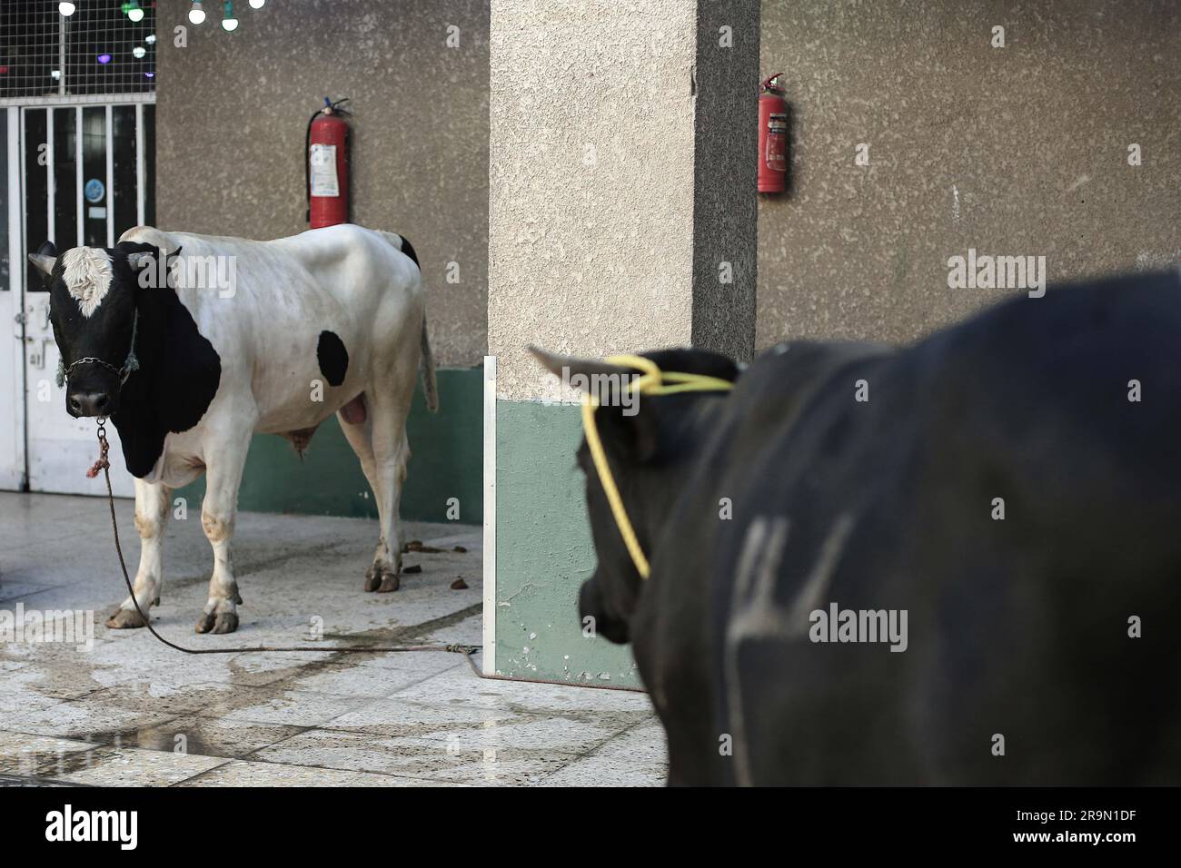 Baghdad, Iraq. 28th June, 2023. Two cows stand in Sheikh Omar district ...