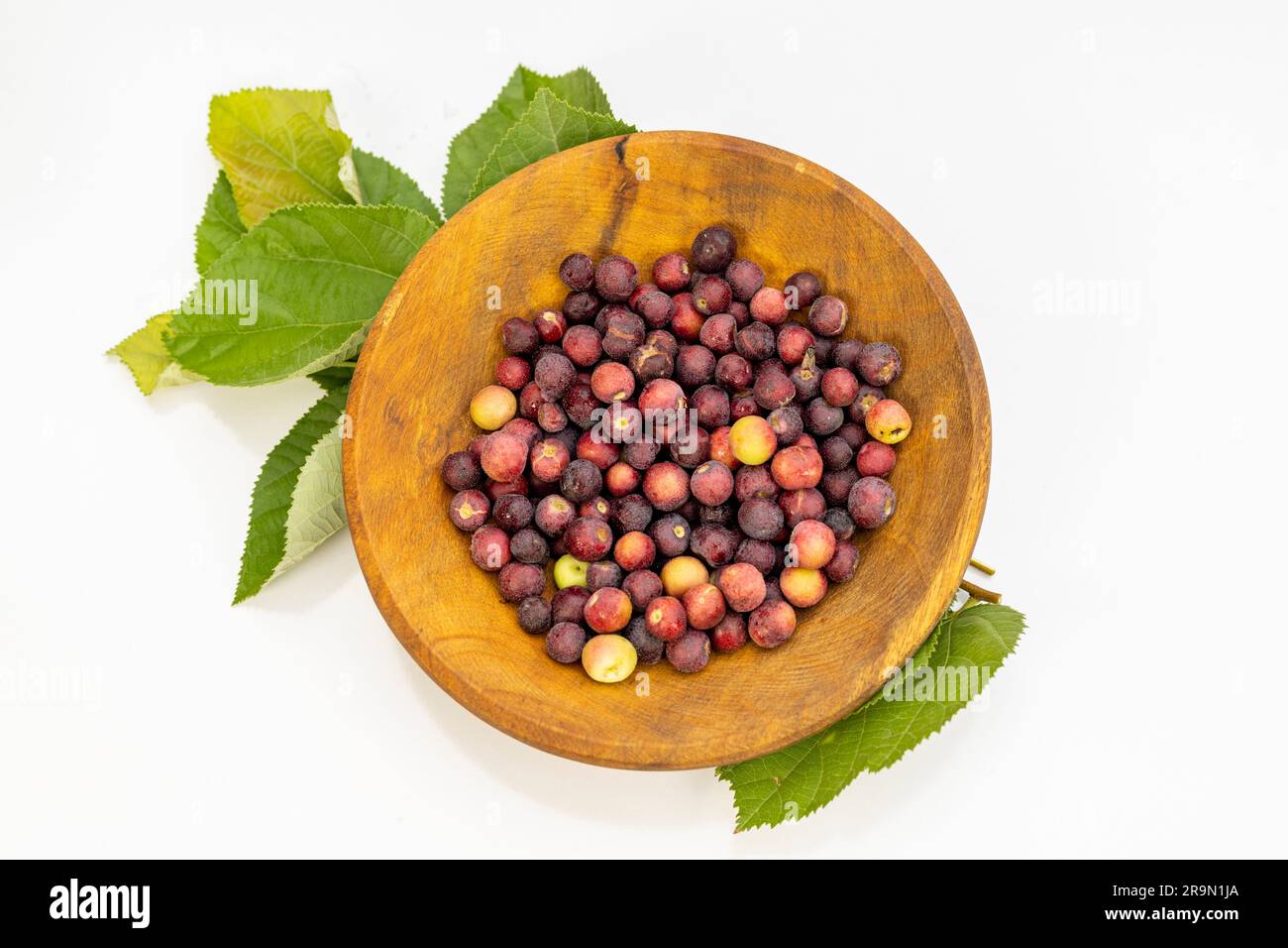 Grewia asiatica commonly known as phalsa or falsa ripe fruit in a ...