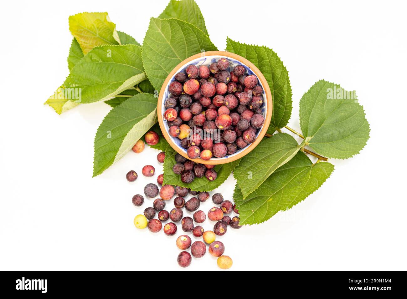 A clay bowl full with fresh ripe harvested Phalsa or falsa fruit ...