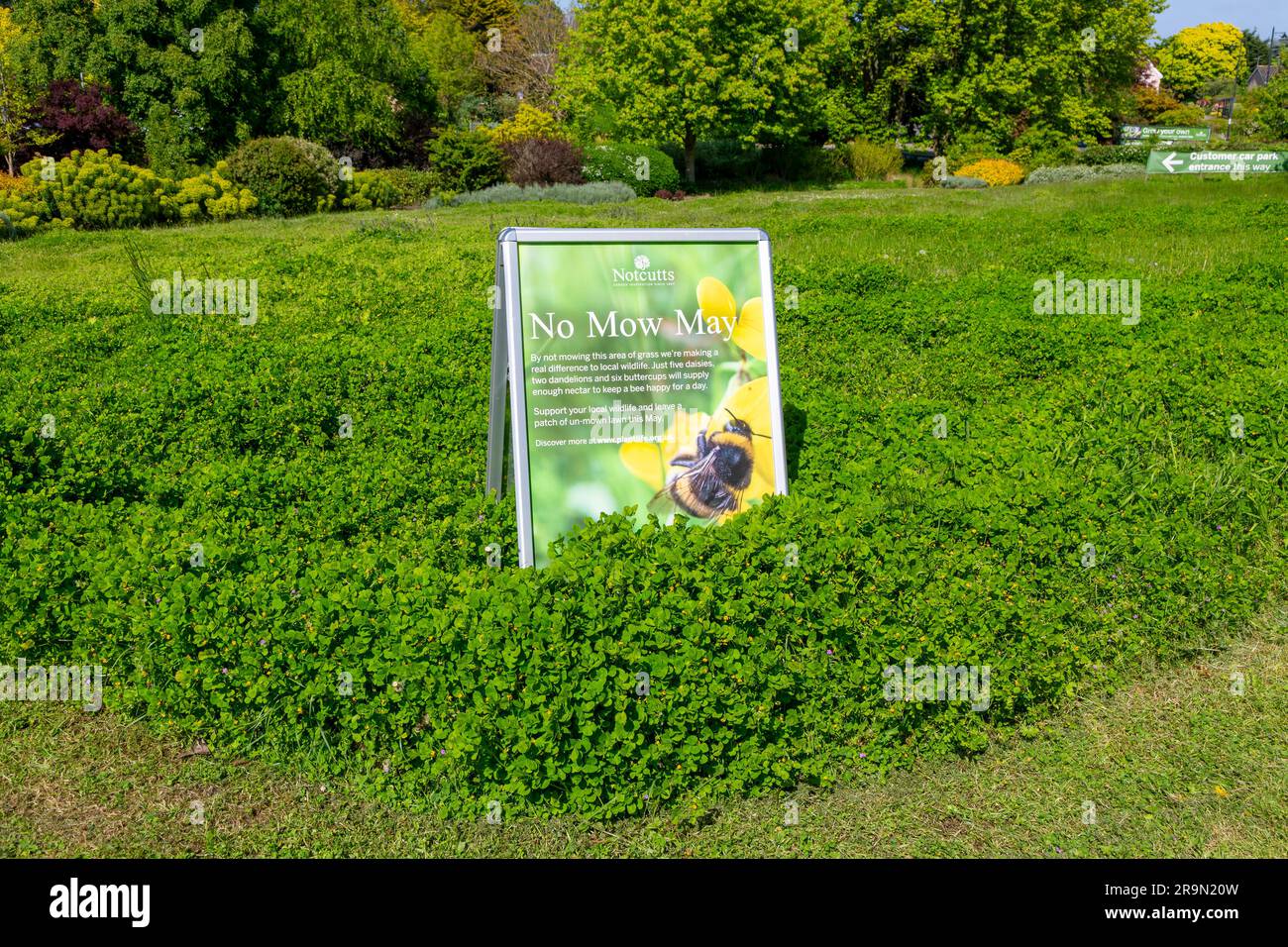 No Mow May sign on un-mown lawn explaining wildlife benefits, Notcutts ...