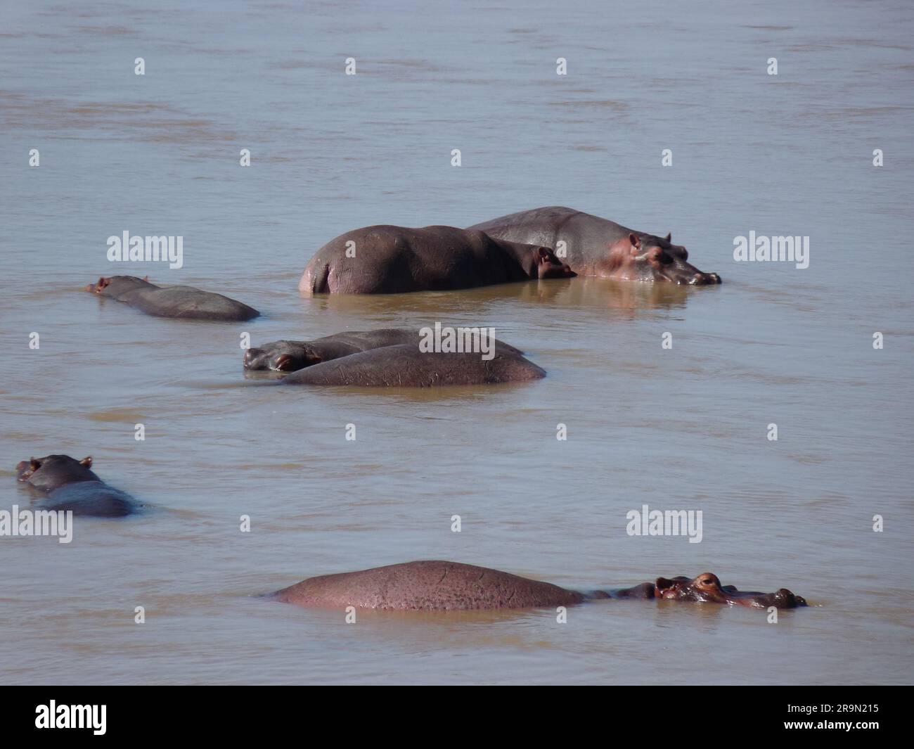 Wading in a swimming pool hi-res stock photography and images - Alamy