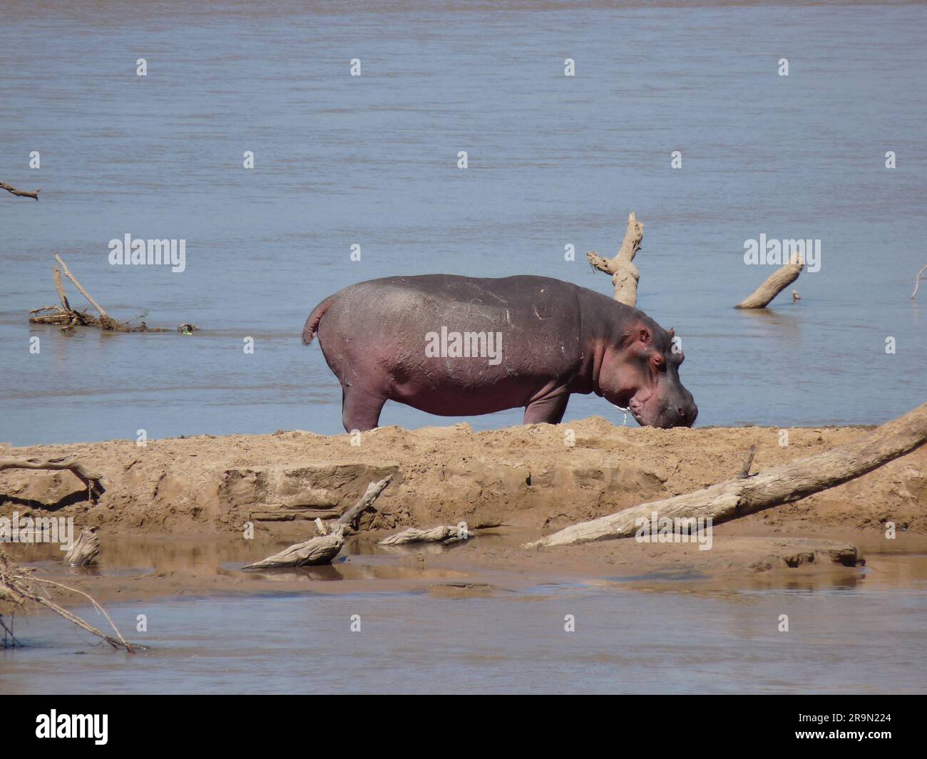 A Hippopotamus standing on the bank of a river in its natural habitat ...