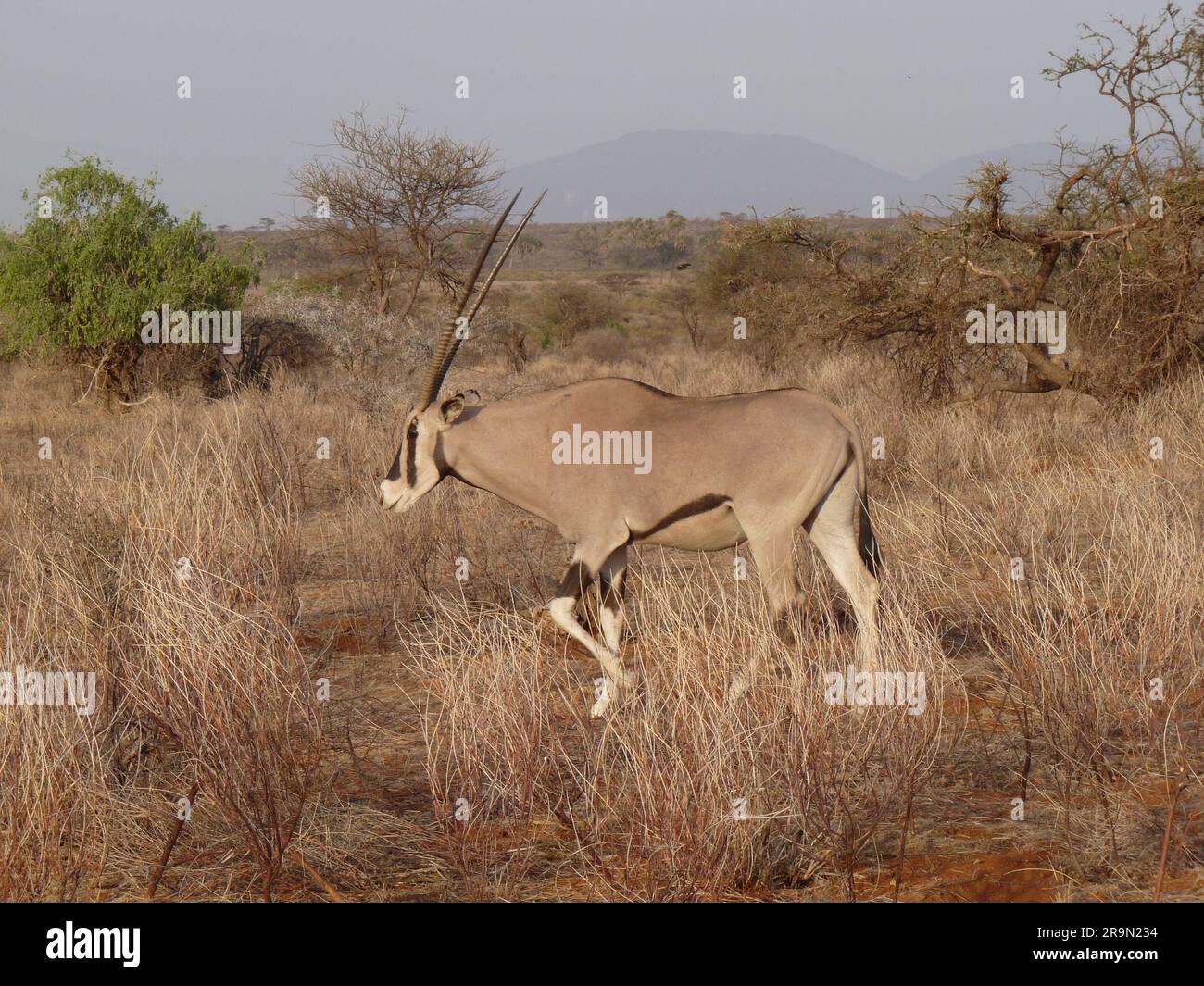 An oryx beiza standing in a grassy field, surrounded by nature Stock ...