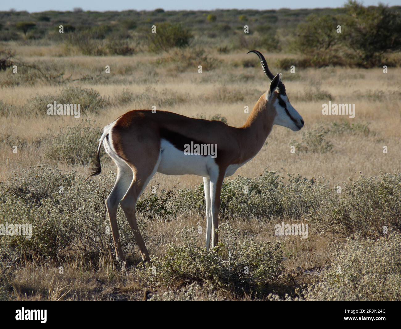 Gazelle stands alert in hi-res stock photography and images - Alamy