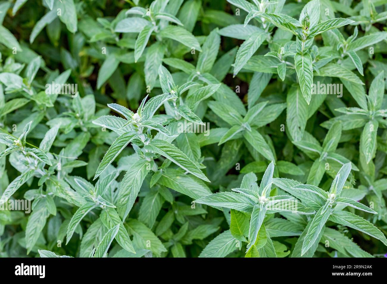 Forest close up of fresh mint plants, healing herbs patterns ...