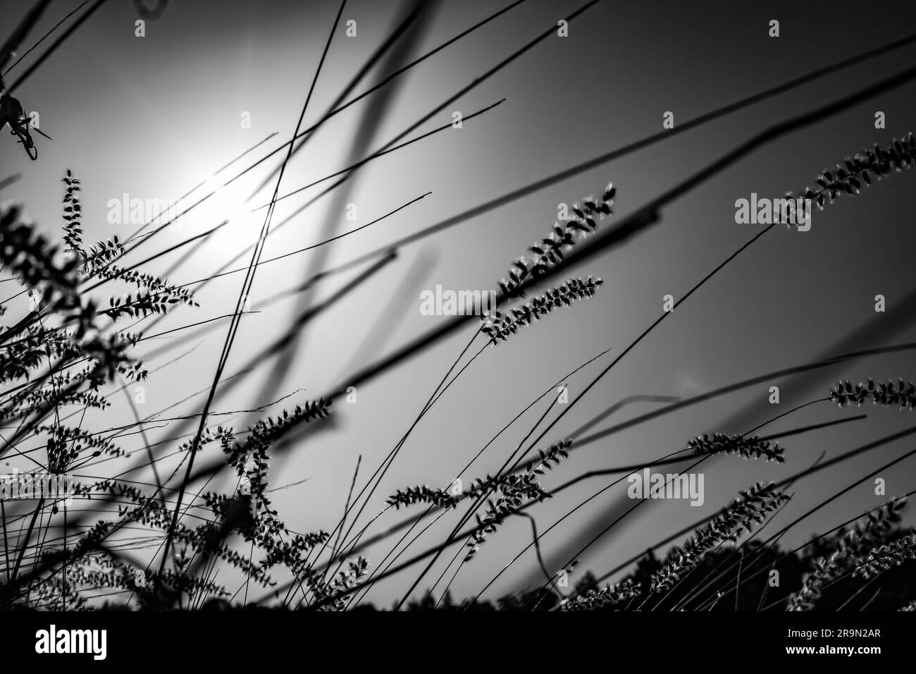 Black and white grass in the wind, shallow selective focus, against the ...