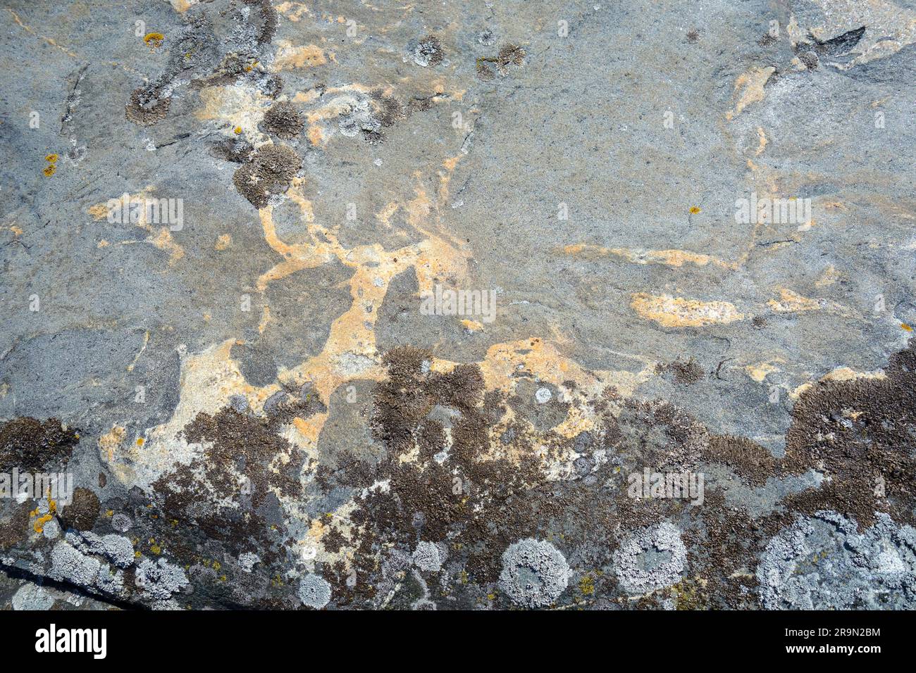 Natural background with lichens on rock in the archipelago Stock Photo ...