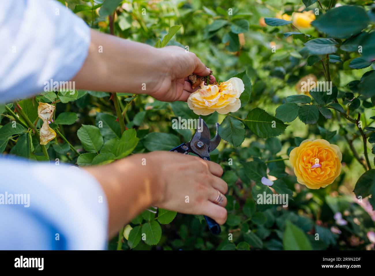 Woman deadheading spent english rose hips in summer garden. Gardener ...