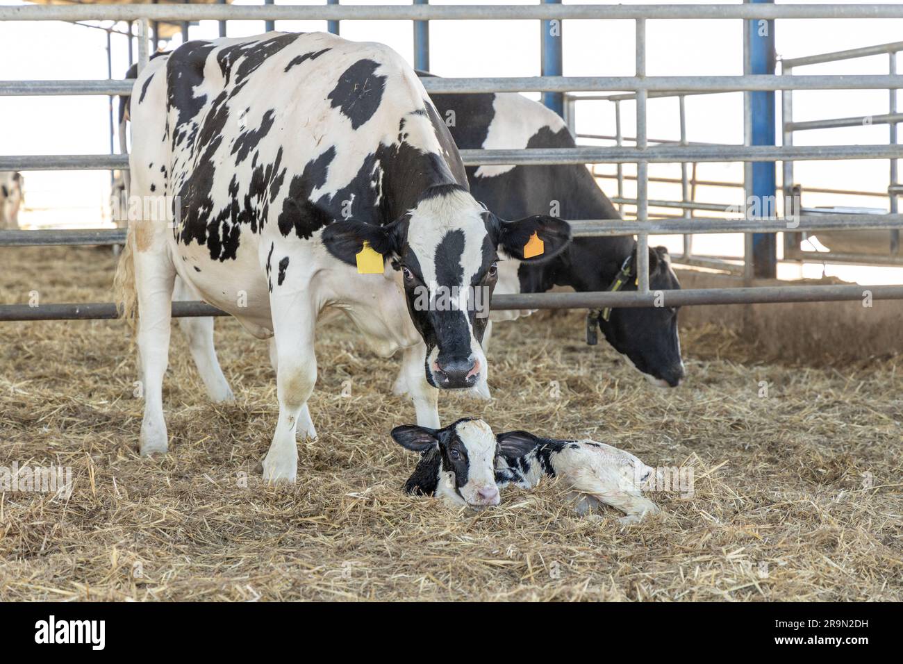 Dairy cow with her newborn calf looking at the camera Stock Photo - Alamy