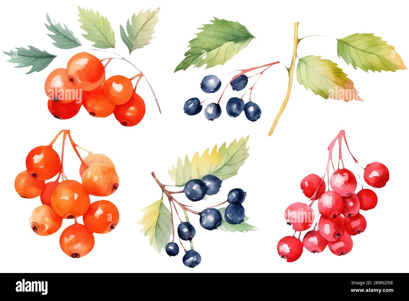 Collection of watercolor botanical elements. Set of autumn field plants ...