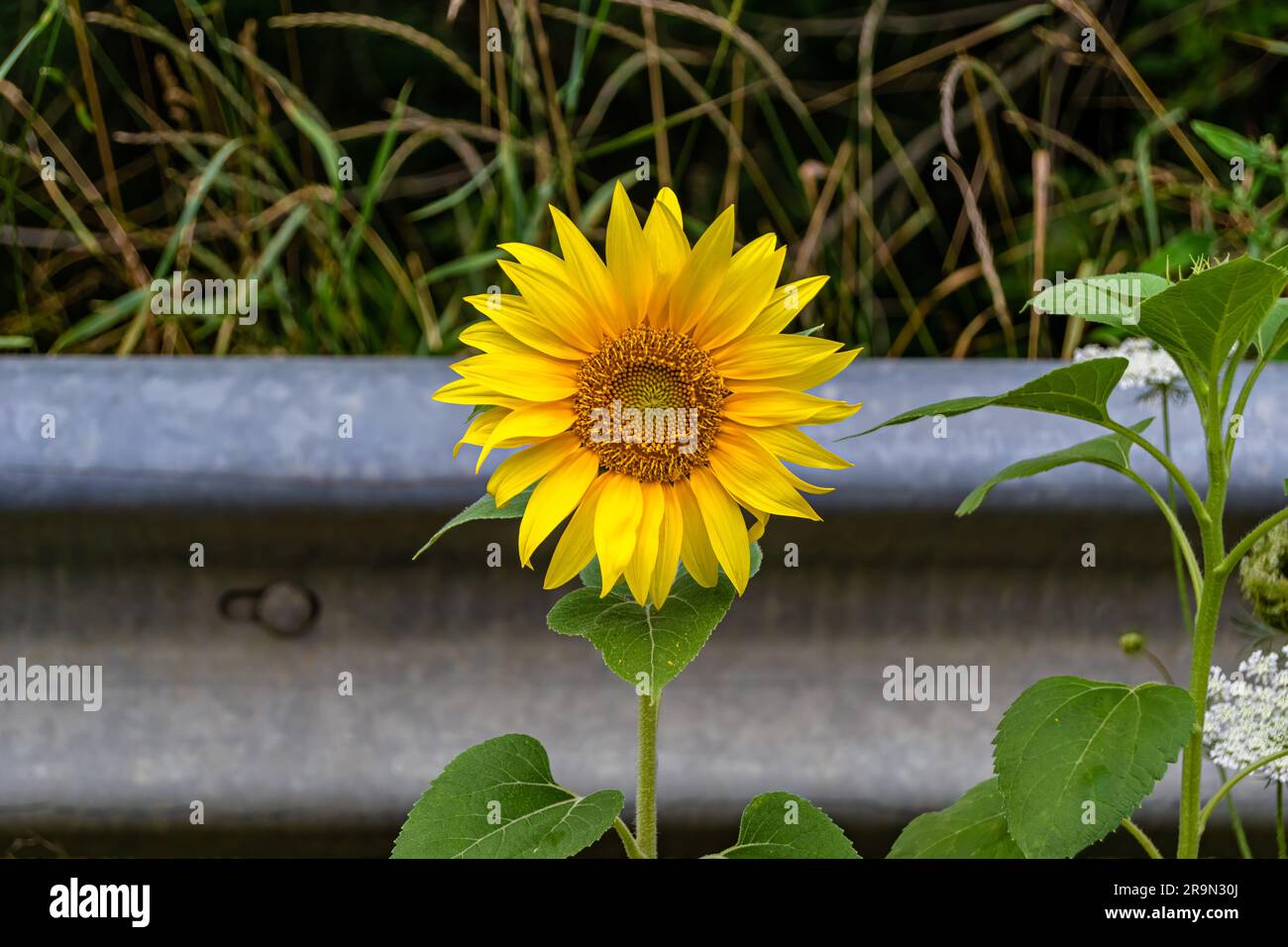 Photography on theme beautiful wild growing flower sunflower on background meadow, photo ...