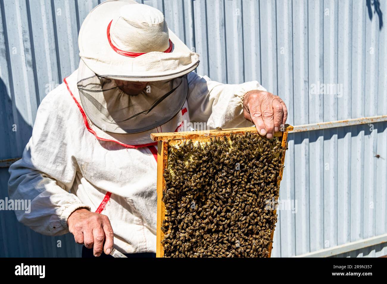Bee slowly flies beekeeper hi-res stock photography and images - Alamy