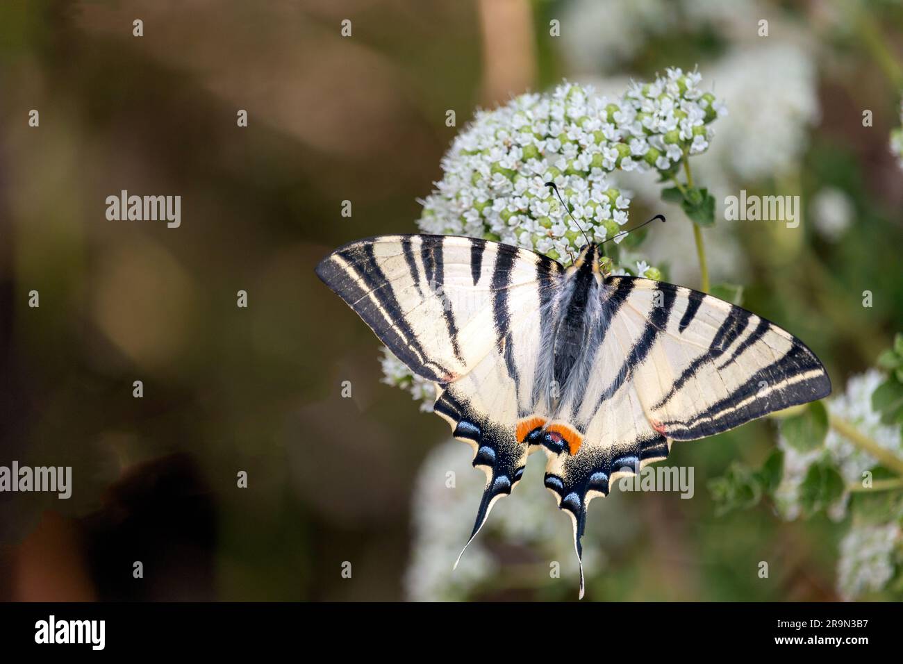 Old world swallowtail common hi-res stock photography and images - Alamy