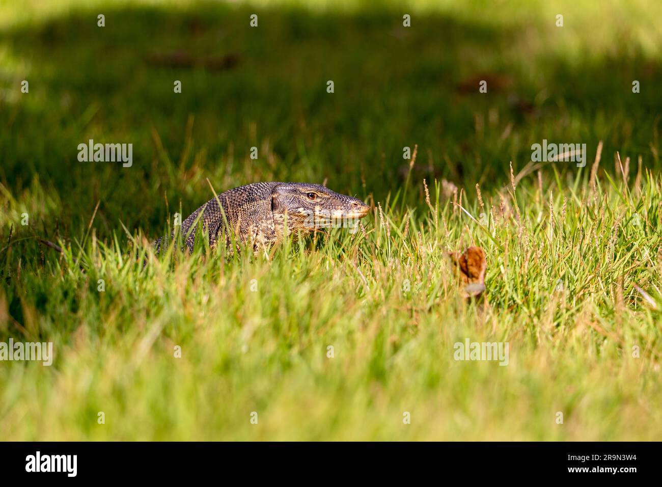 Florida monitor lizard hi-res stock photography and images - Alamy