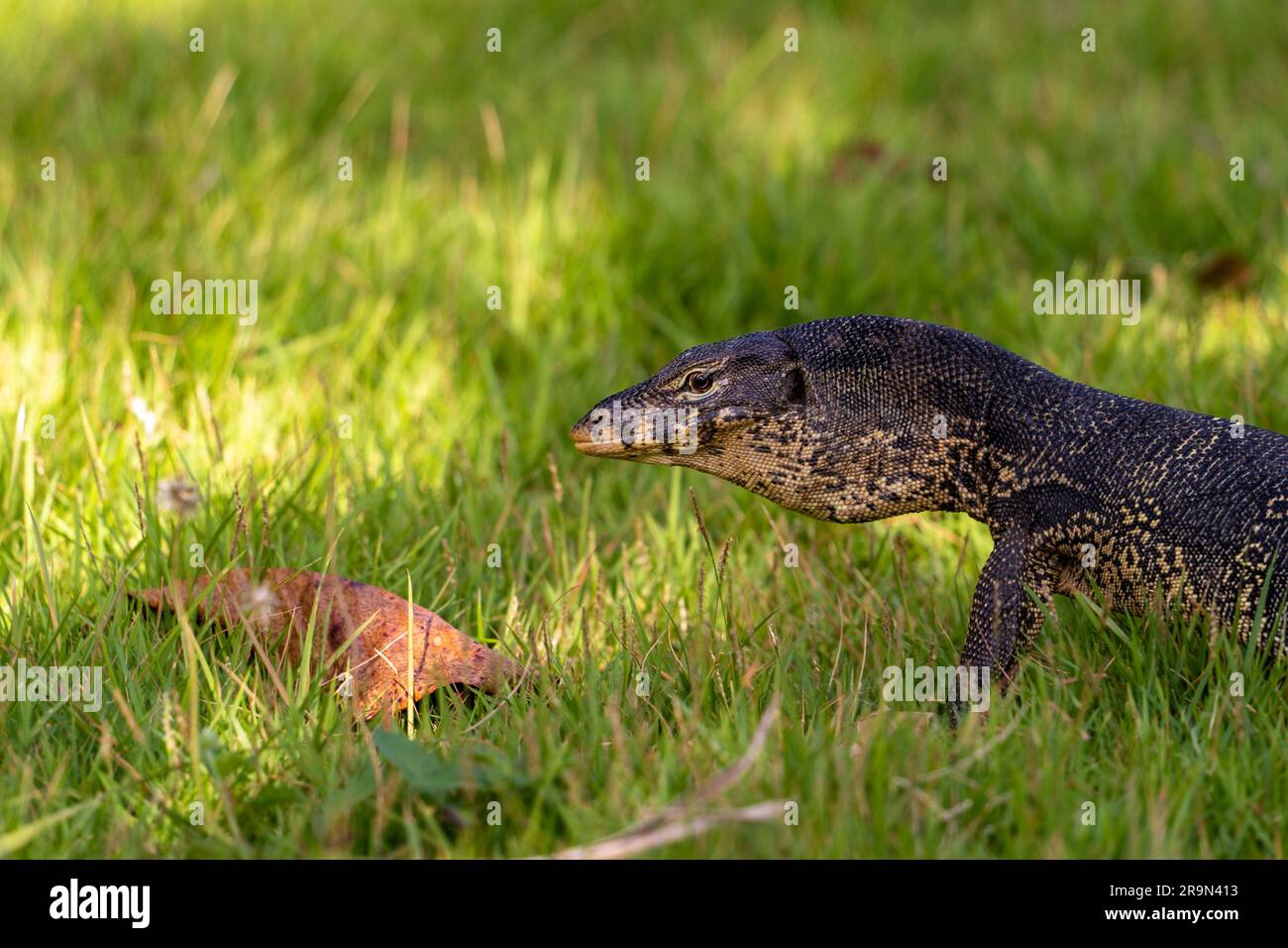 Predator eyes hi-res stock photography and images - Alamy