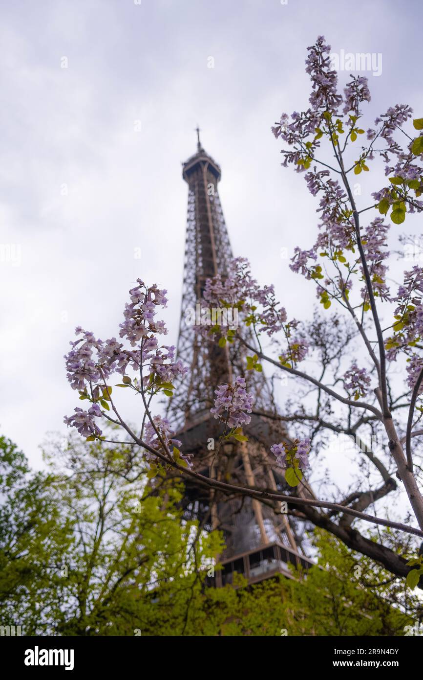 A vibrant pink flowering tree with the Eiffel Tower in the background ...