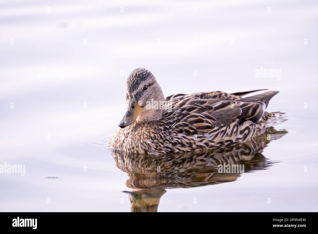 Close-up portrait of a female mallard duck swimming in the river. A ...