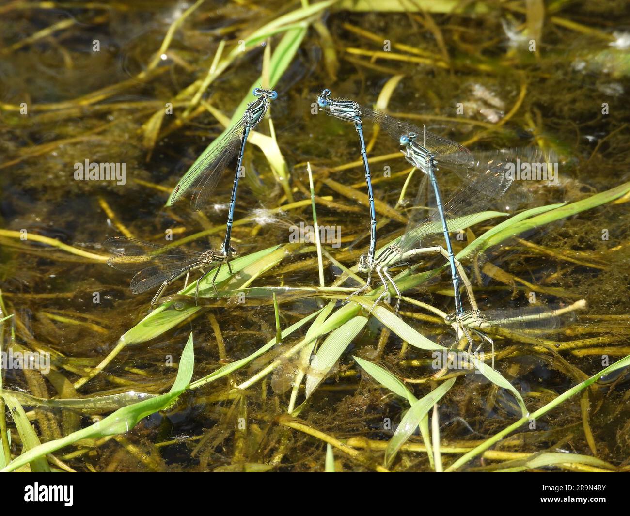 Insects dragonfly on the river Stock Photo - Alamy
