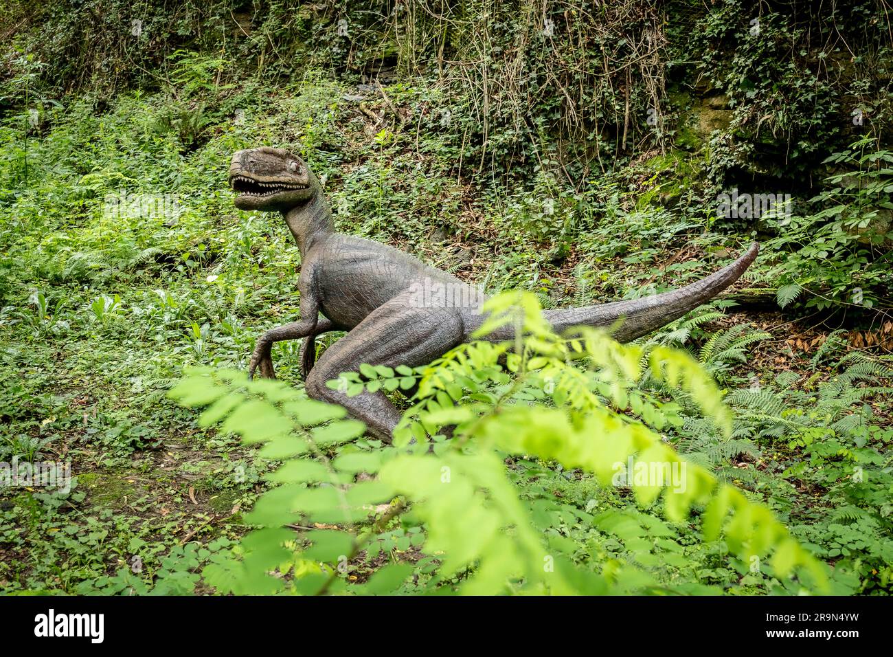 Karpin Fauna. Reproduction of a velociraptor life-size in the area of ...