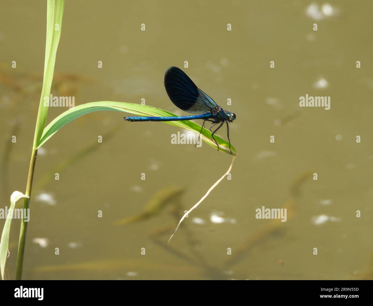 Insects dragonfly on the river Stock Photo - Alamy