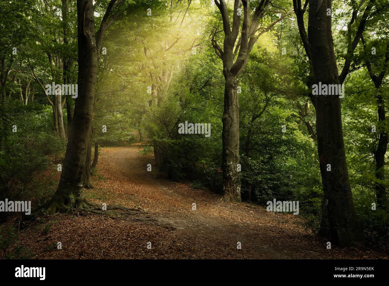 A path through a forest area, surrounded by lush trees and sunlight ...