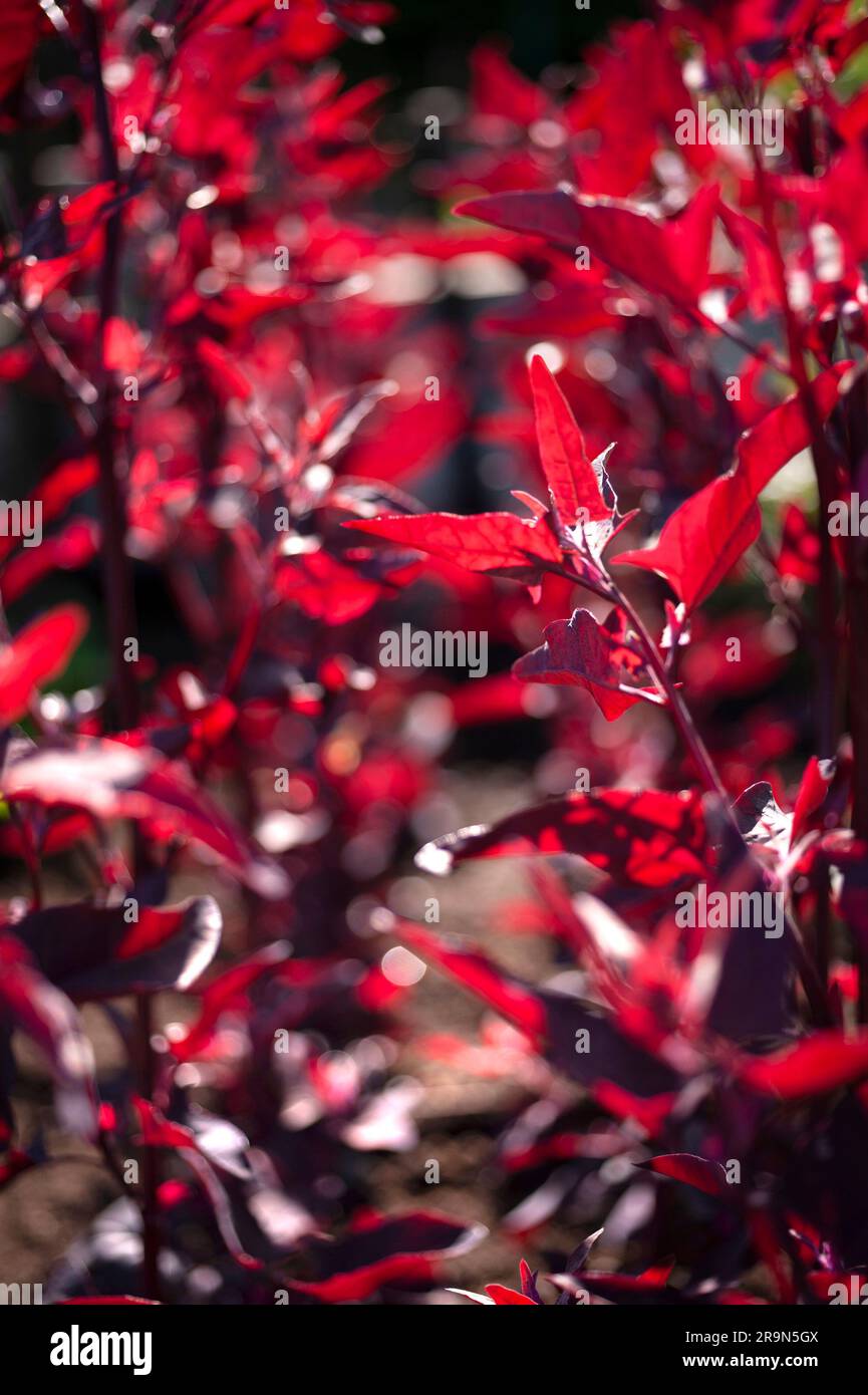 Red leaves on a shrub Stock Photo - Alamy