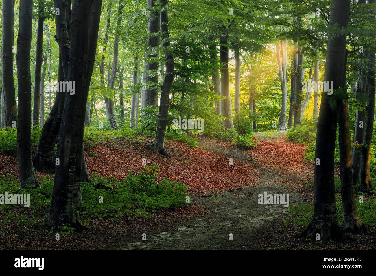 Sun light beaming through trees hi-res stock photography and images - Alamy