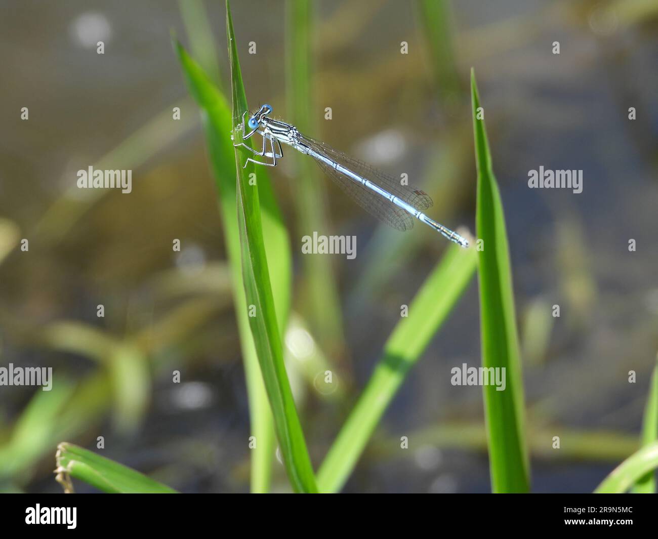 Insects dragonfly on the river Stock Photo - Alamy