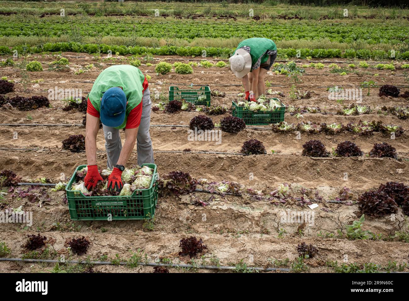 Volunteers from the NGO Espigoladors that fight against the food waste ...