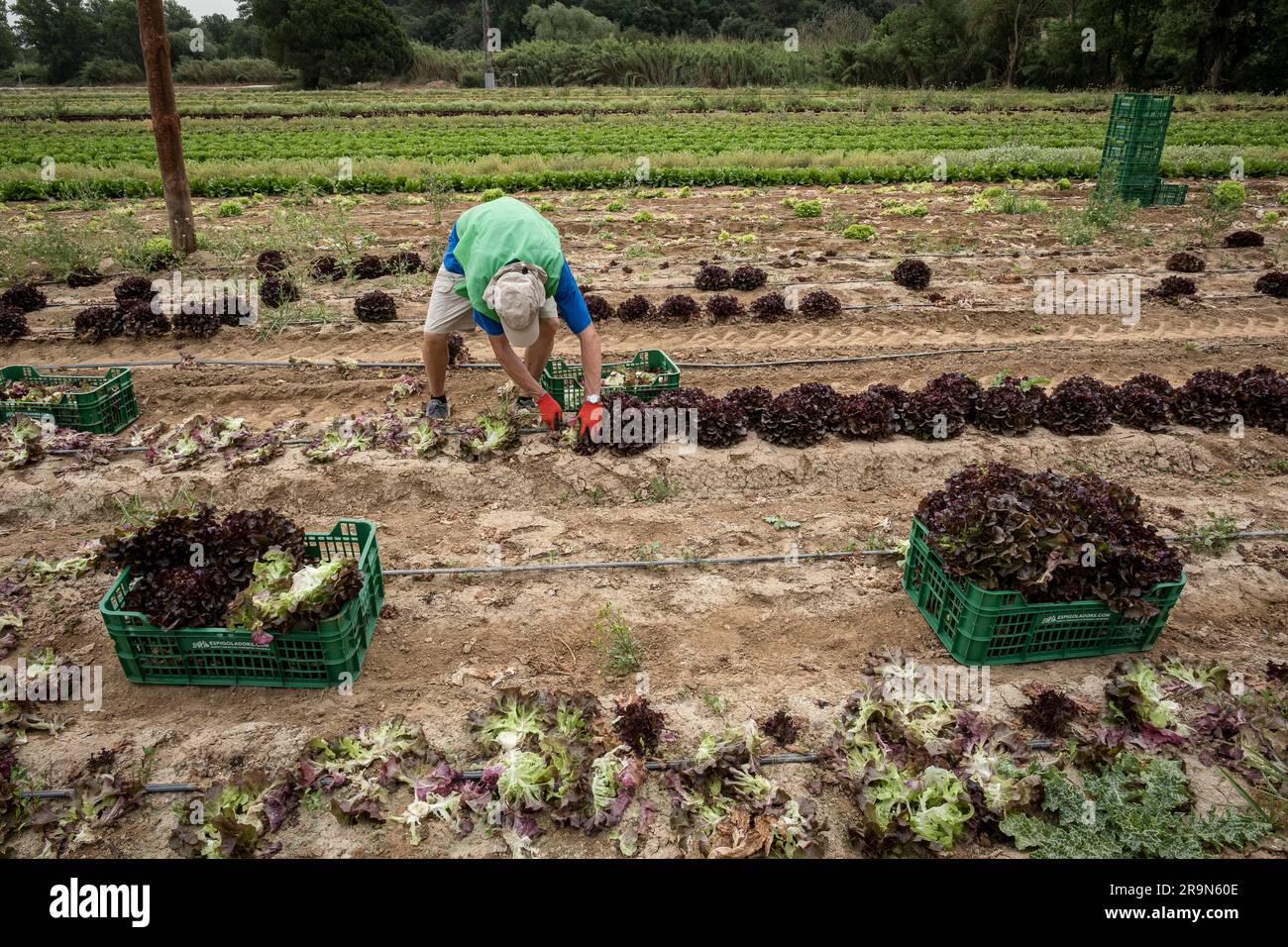 Volunteers from the NGO Espigoladors that fight against the food waste ...