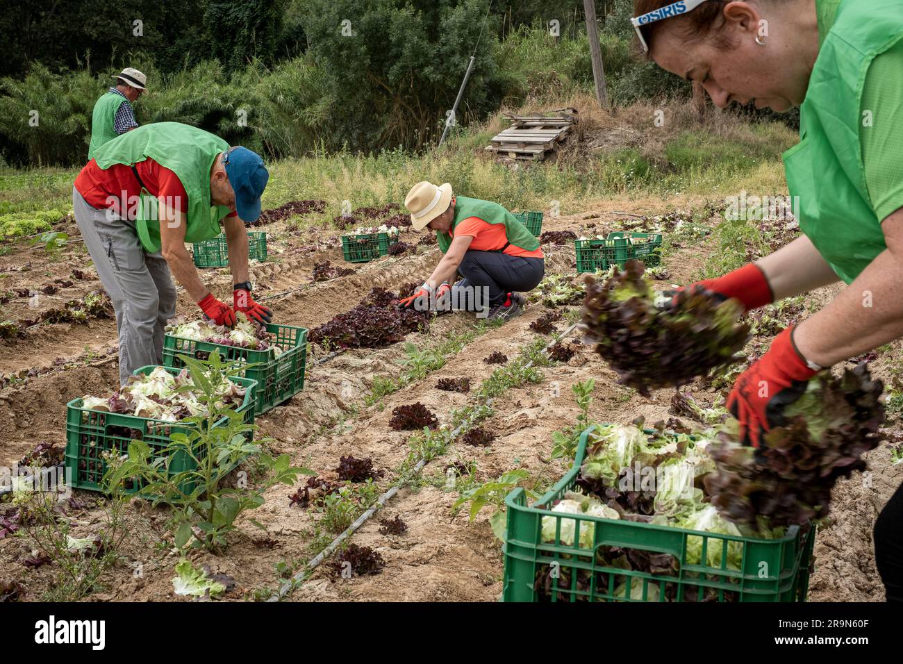 Volunteers from the NGO Espigoladors that fight against the food waste ...