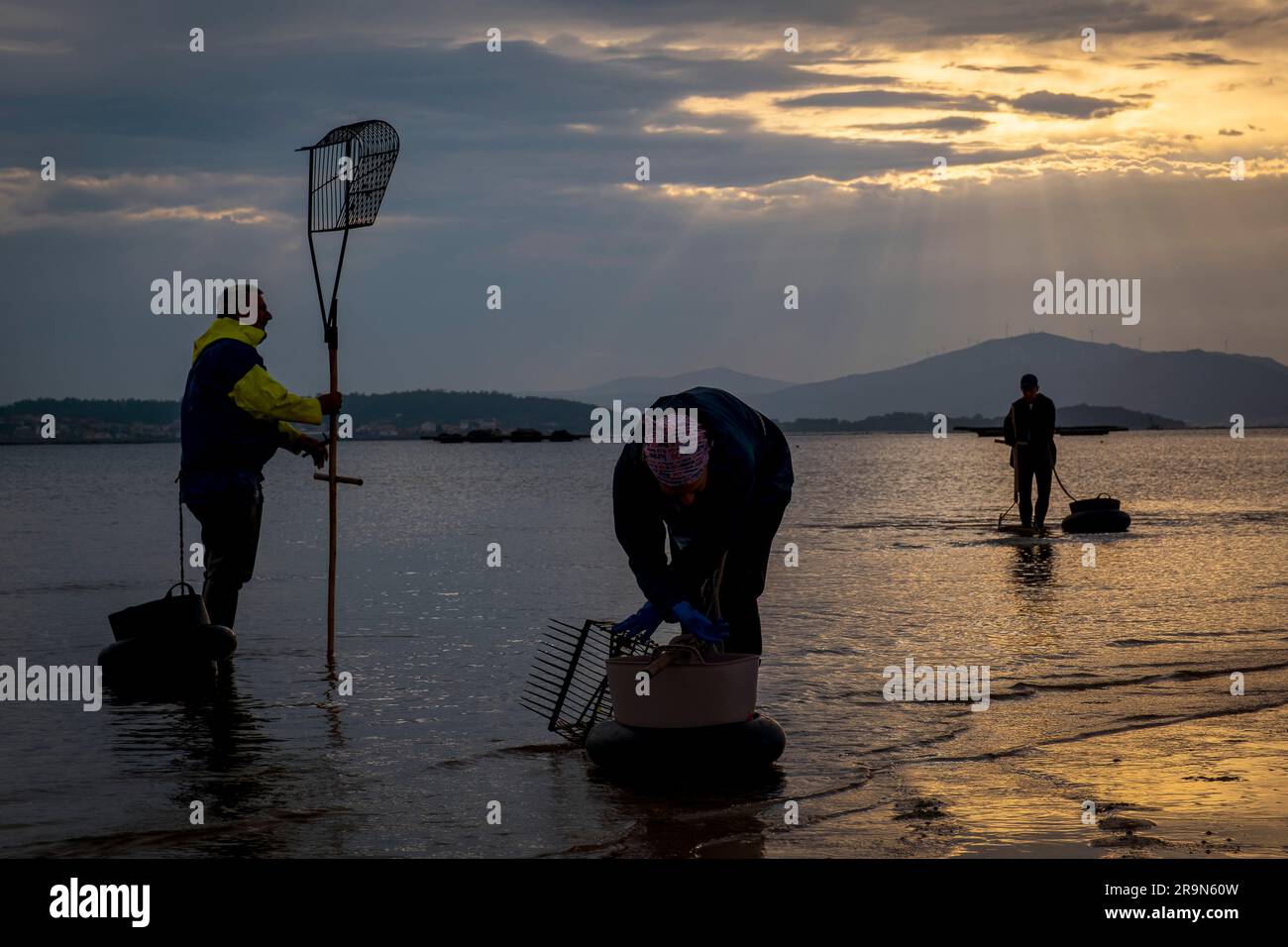 Shellfishing, workers collecting shellfish at the Arenal beach in the ...