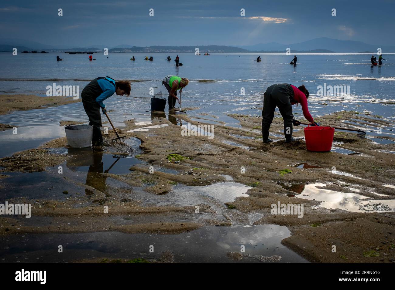 Shellfishing, workers collecting shellfish at the Arenal beach in the ...