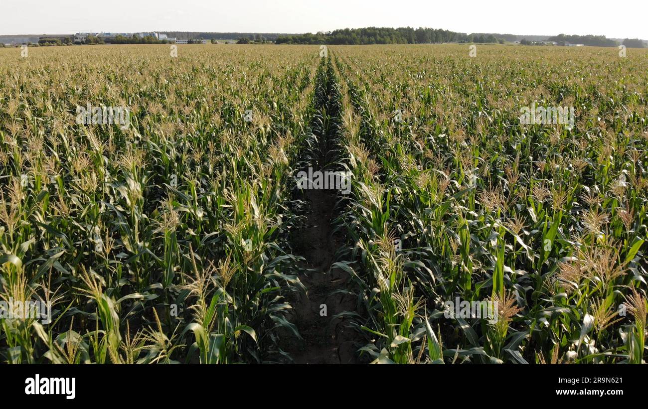 Corn young field. Seedlings planted in a row Stock Photo - Alamy