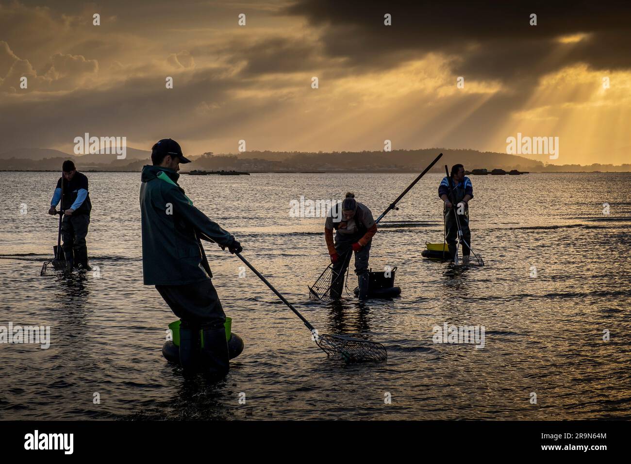 Shellfishing, workers collecting shellfish at the Arenal beach in the ...