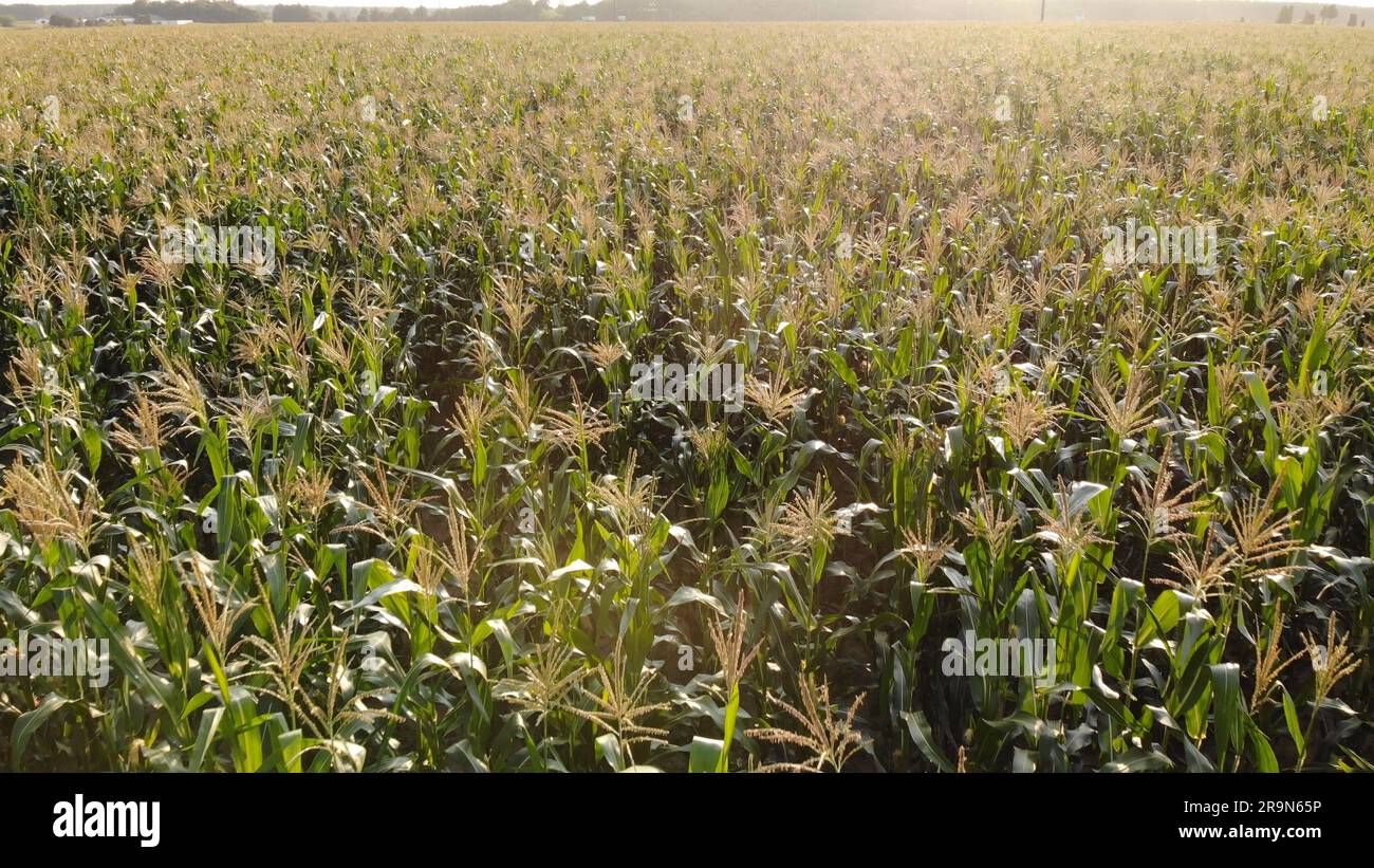 Corn young field. Seedlings planted in a row Stock Photo - Alamy