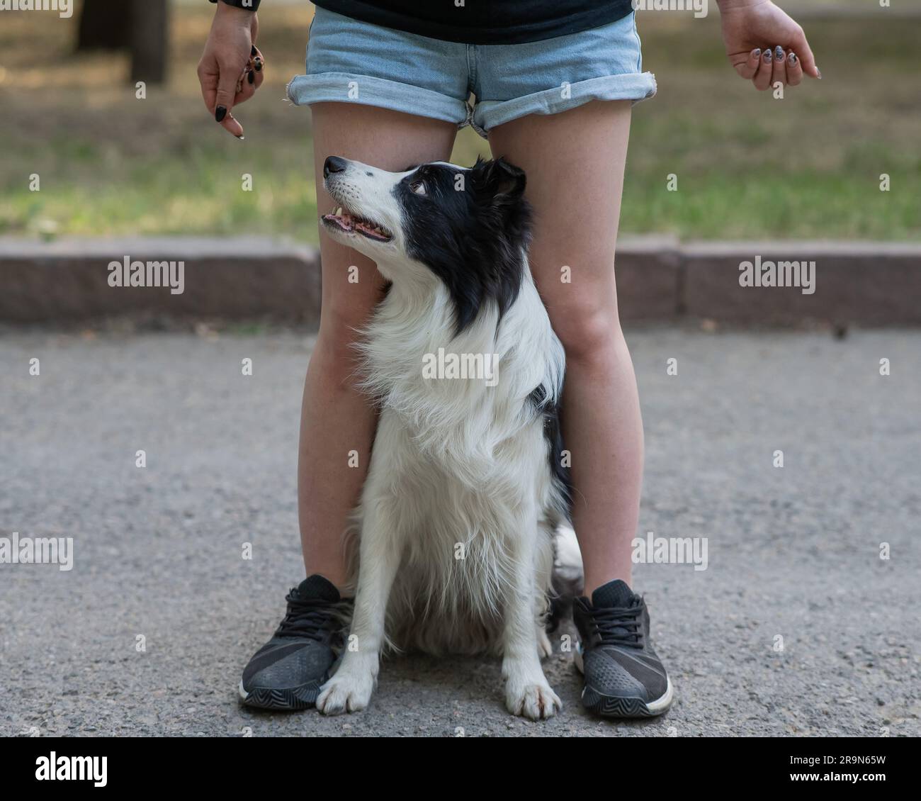 Black and white border collie sits at the legs of the owner on a walk ...