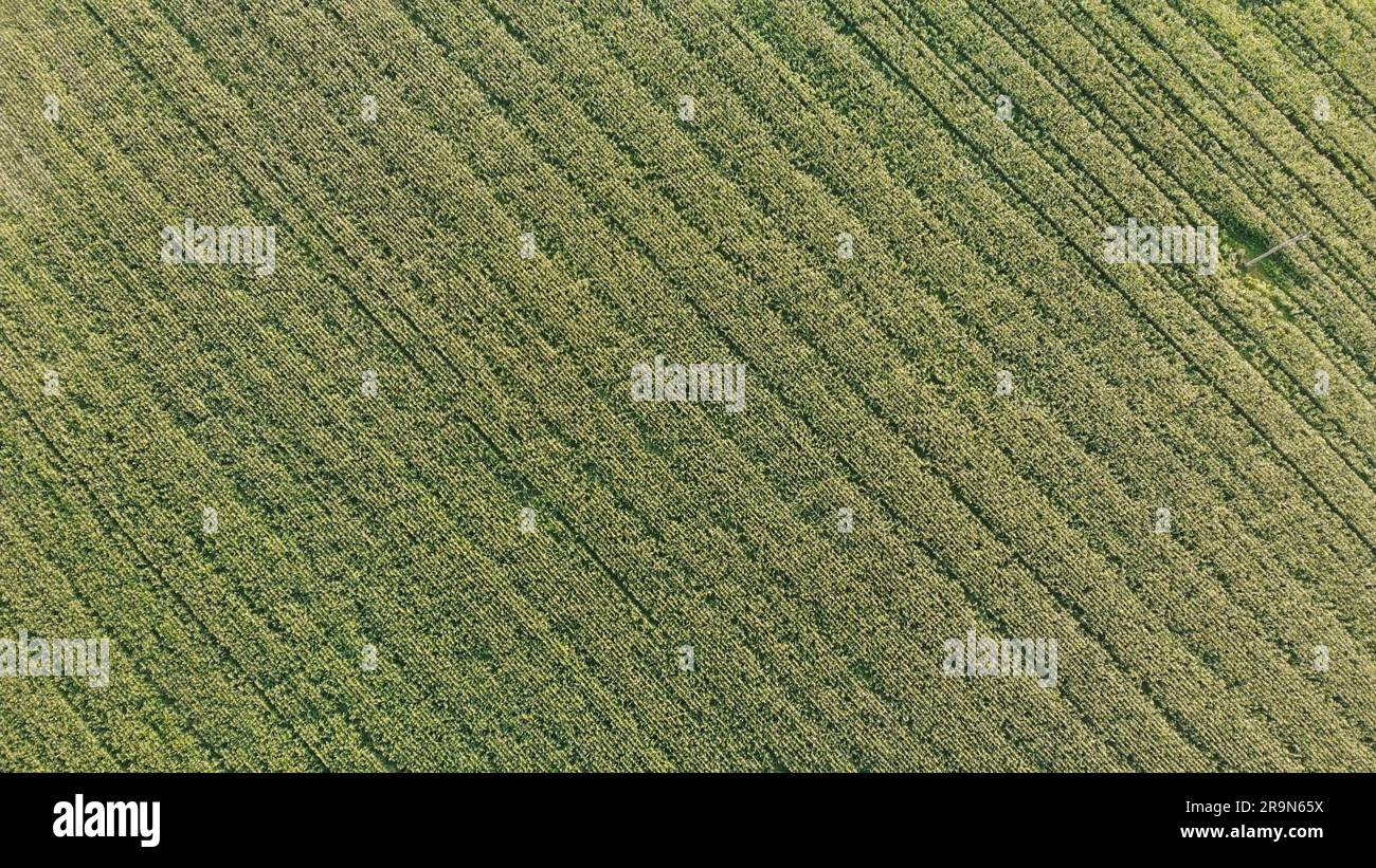 Aerial view with a drone of a field of corn flowered perfectly sown ...