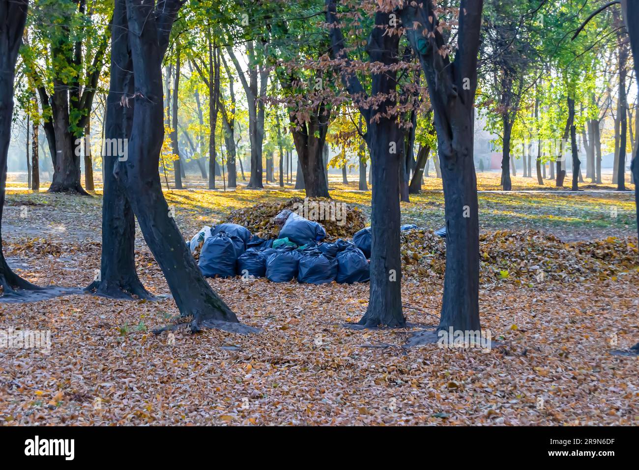 Photography on theme bags of leaves in forest on background natural ...