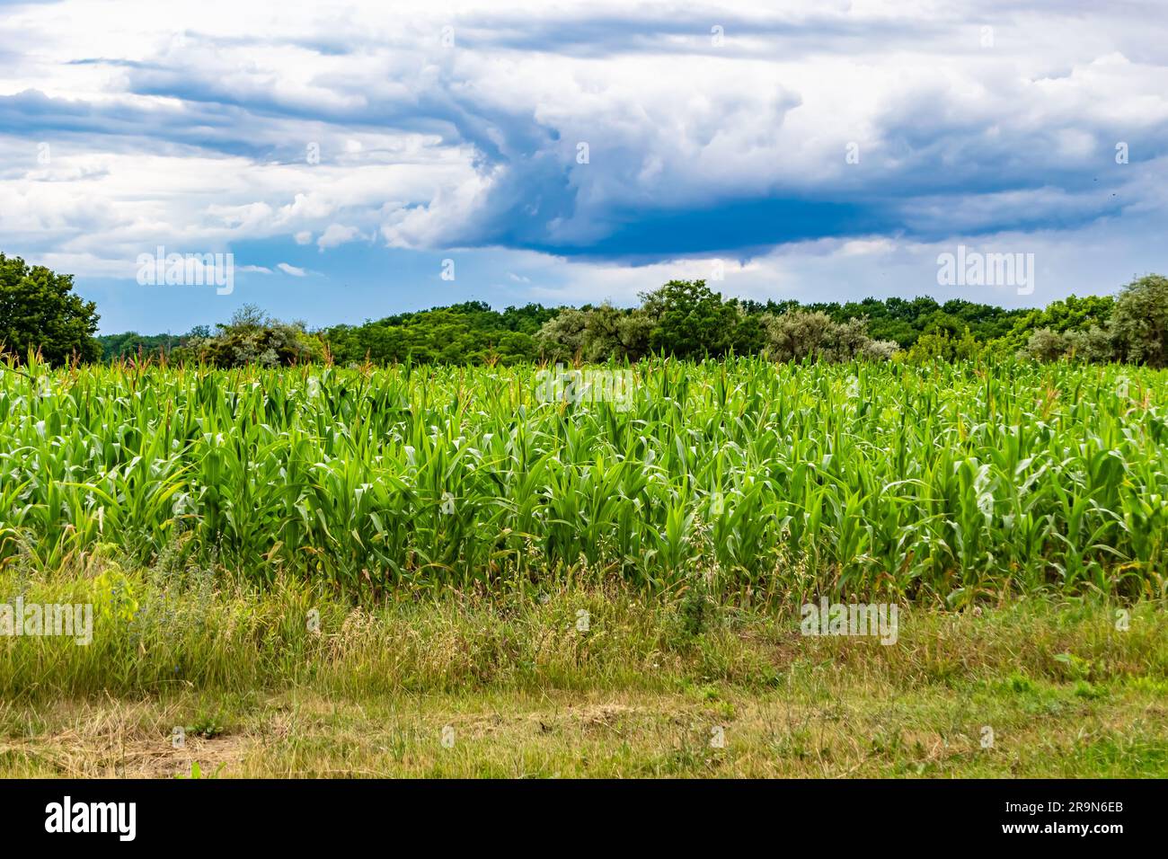 Photography on theme big corn farm field for organic harvest, photo ...