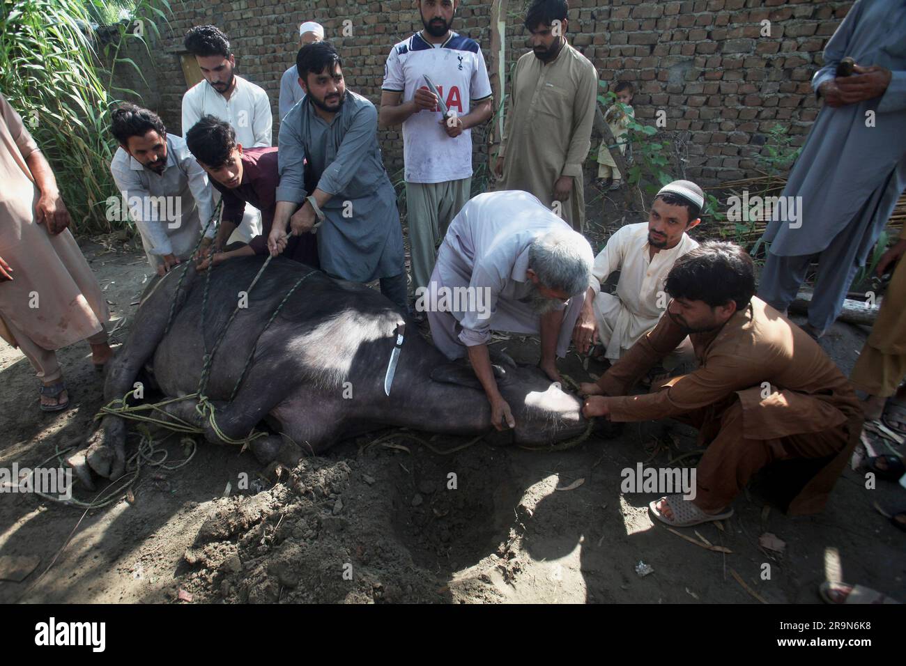 Afghan refugees struggle to control a cow when they slaughter on the ...