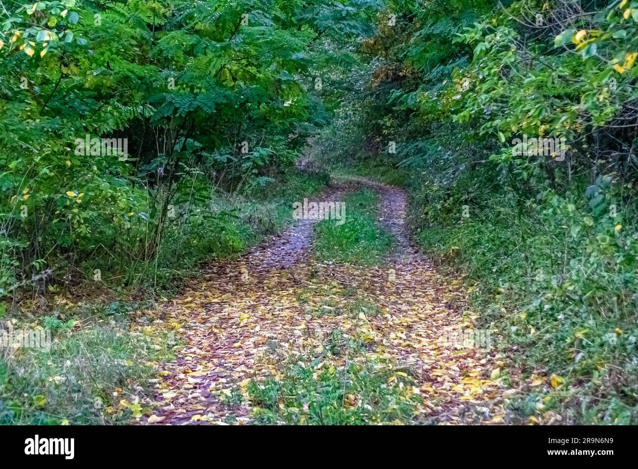 Photography on theme beautiful footpath in wild foliage woodland, photo ...