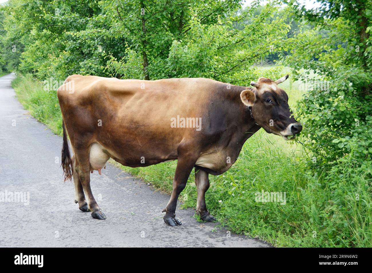 Photography on theme beautiful big milk cow grazes on green meadow ...